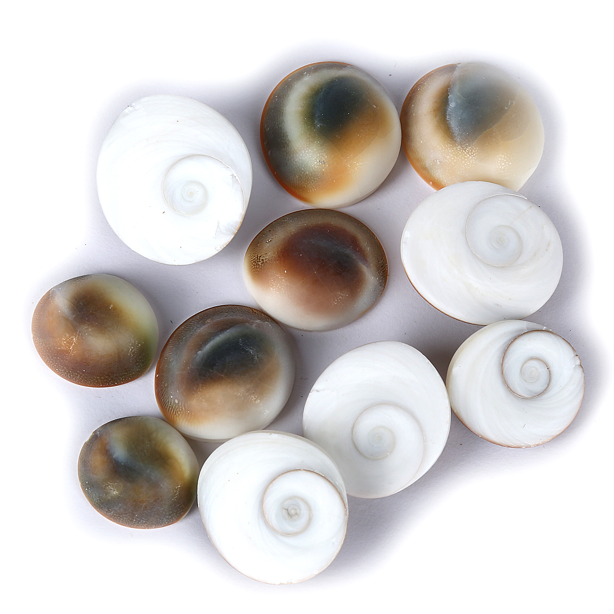 Gomti Chakra 21 Pieces - Bovzen®